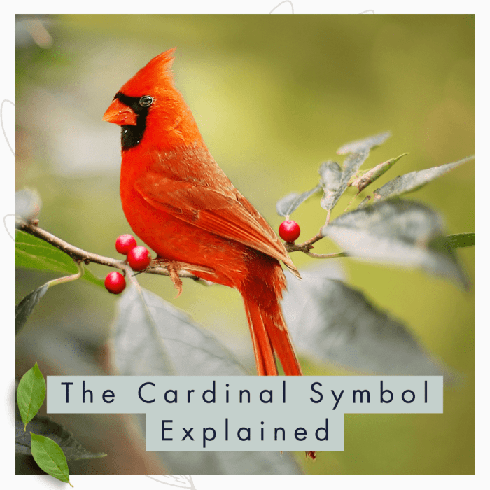 The Cardinal Symbol Meaning - West Indian Diplomacy